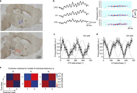 The Dynamic State Of A Prefrontalhypothalamicmidbrain Circuit Commands Behavioral Transitions