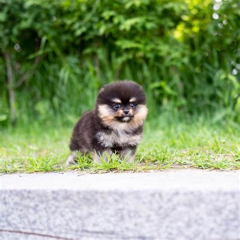 천안강아지분양 블랙탄 포메라니안 그레 파라다이스펫 대전강아지분양 천안강아지분양