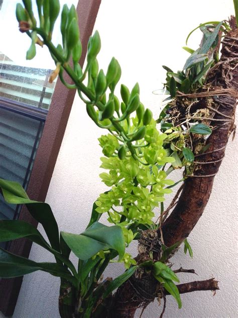 Grammatophyllum Scriptum Orchid