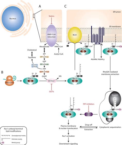 For Figure Legend See Page Download Scientific Diagram