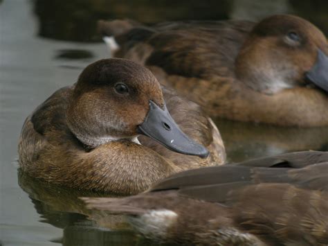 The Great Madagascar Pochard Comeback One Earth