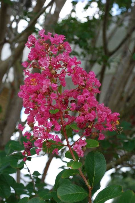Crepe Myrtle Colors