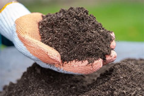 Pros And Cons Of Using Peat Moss On Lawn The Best Methods