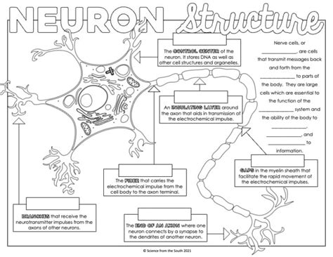 Neuron Structure Doodle Notes Graphic Organizer For Labeling Parts Of A