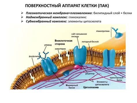 Биологические мембраны - online presentation