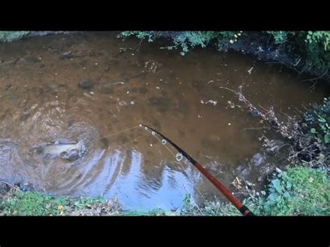 Snagging Salmon In Creek Youtube