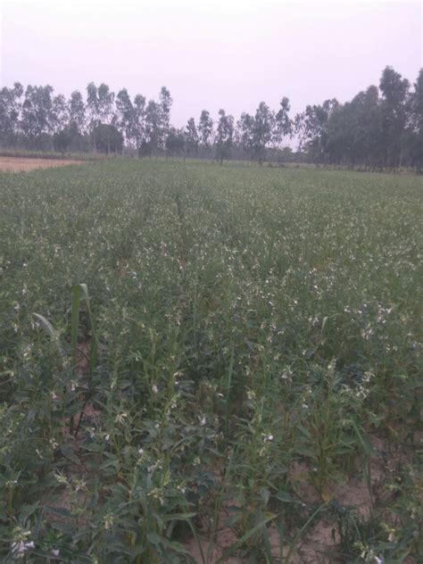 Sugarcane Sesame Til Intercropping Rassa