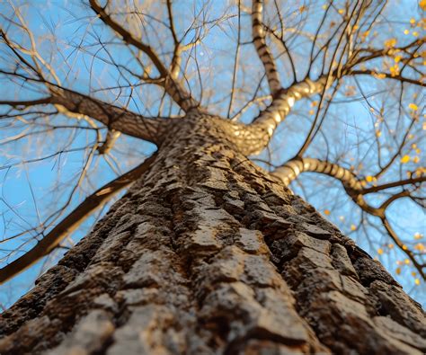 Le Dom Document Object Model Cotcody