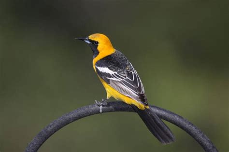 5 Yellow Birds With Black Wings With Pictures Avibirds