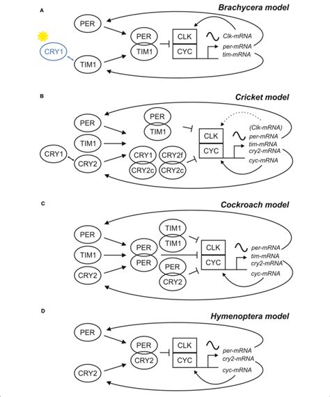 Scheme Of Four Different Models For The Central Negative Feedback Download Scientific Diagram