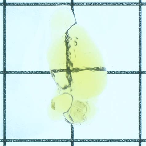 Sds Removal Solution Logos Biosystems