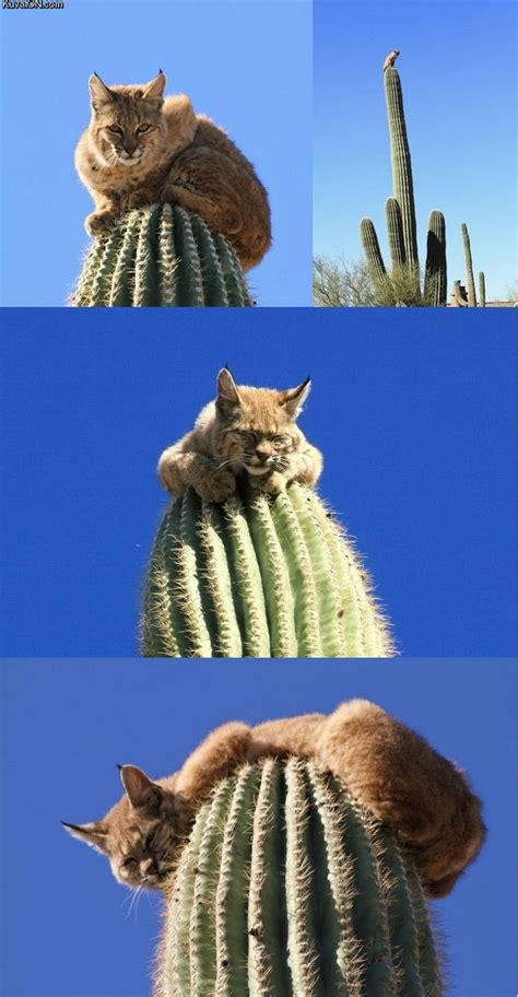 Bobcat On Top Of Tall Cactus
