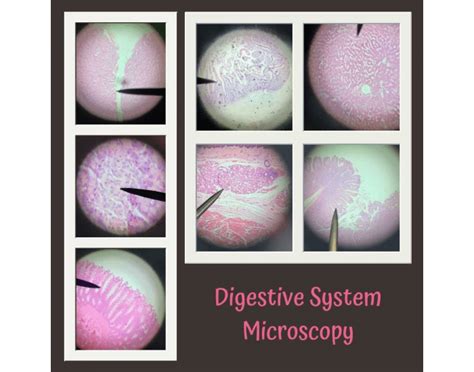 Digestive System Microscopy Quiz