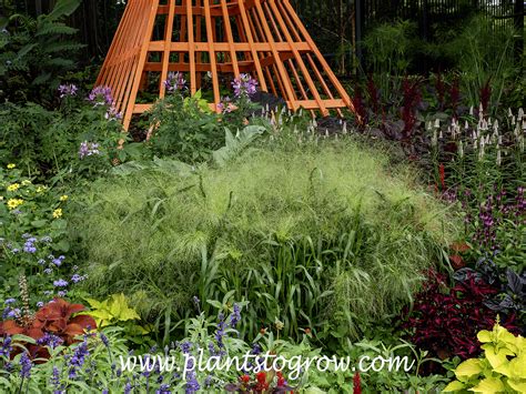 Frosted Explosion Switch Grass Panicum Elegans Plants To Grow