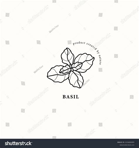 Line Art Basil Branch Illustration Stock Vector Royalty Free