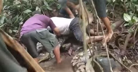 Terrifying Footage Shows Feet Reticulated Python Trying To Kill Fisherman During Rescue