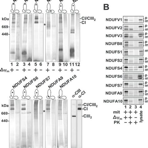 Import And Assembly Of Complex I Subunits 35 S Labeled Complex I Download Scientific Diagram