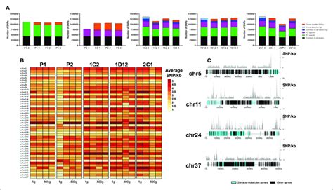 Snp Density Analysis Throughout The Genome Indicates That Surface