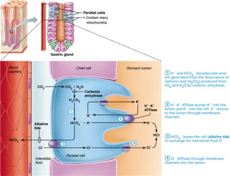 Bio 142 Exam 2 Flashcards Quizlet