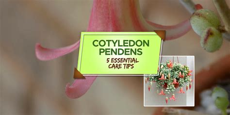 5 Essentials To Care For Your Cotyledon Pendens Grow Your Yard