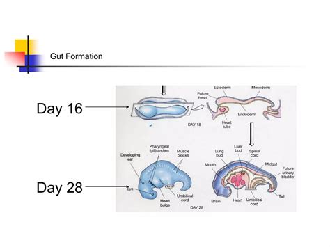 Basic Embryologypptpptx
