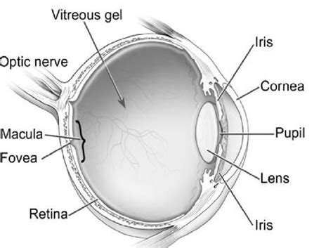 Anatomy And Physiology Of The Eye Socket Images