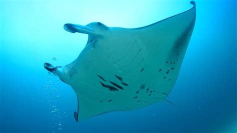 Majestic Manta Ray In Ocean Blue Hd Wallpaper