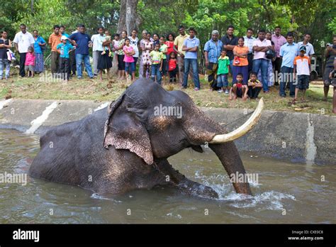 Léléphant Dasie En Captivité Elephas Maximus Maximus à Colombo