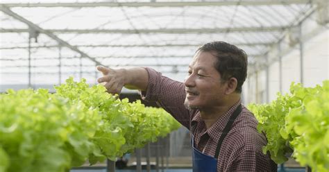 수경 온실 농장 깨끗한 음식 건강한 식생활 개념에서 일하는 행복한 노인 농부 사진 Unsplash의 점령 이미지