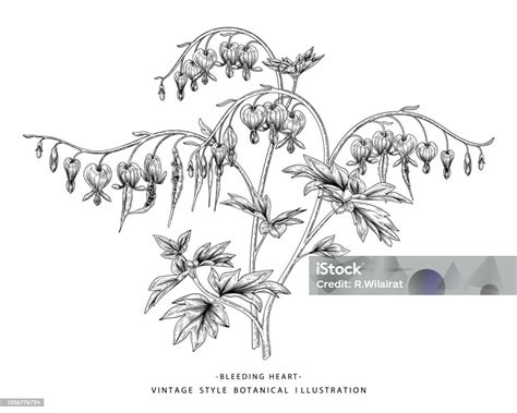 스케치 플로럴 장식 세트 출혈 심장 꽃 씨앗과 포드 도면 흰색 배경에 고립 된 라인 아트와 흑백 손으로 그린 식물 삽화 요소 벡터입니다 0명에 대한 스톡 벡터 아트 및 기타