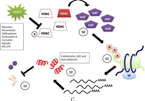 Cationic Peptides A New Source Of Antibiotics