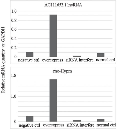 Qpcr Relative Mrna Quantification Upper Panel Shows Rno Lncrna