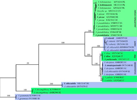 Phylogram Obtained Based On Its And Lsu Data Showing The Position Of