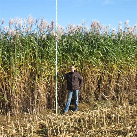Miscanthus X Giganteus Plant Care And How To Grow Water