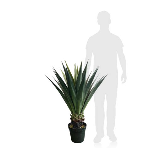 Agave Potted Plant Sg Artificial Trees And Plants Rental Platform