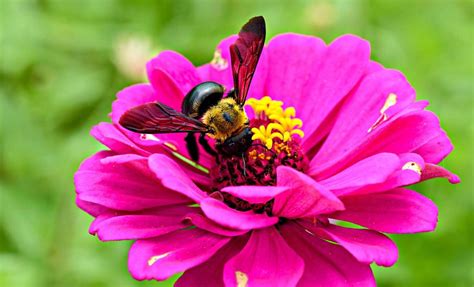 Bees Ability To Withstand Heat Varies By Size And Sex