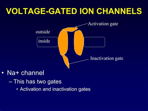 Nerve And Resting Membrane And Action Potentials Ppt