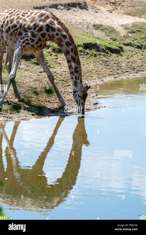 Wild Animals Drinking Water