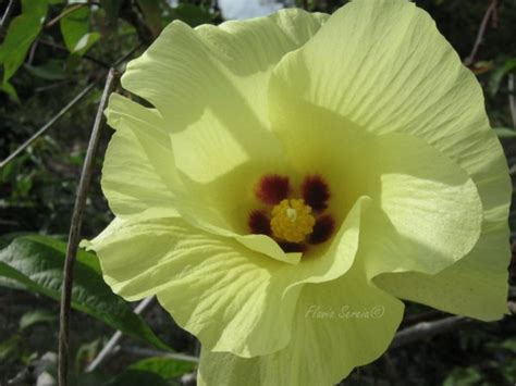 Algodoeiro Gossypium Hirsutum