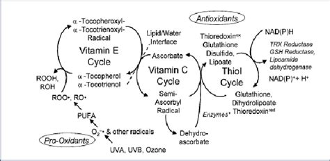 Tocopherols Regeneration Via The Ascorbic Acid Action [17] Download Scientific Diagram