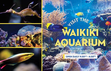 Things To Do In Waikiki Embassy Suites Waikiki Beach Walk