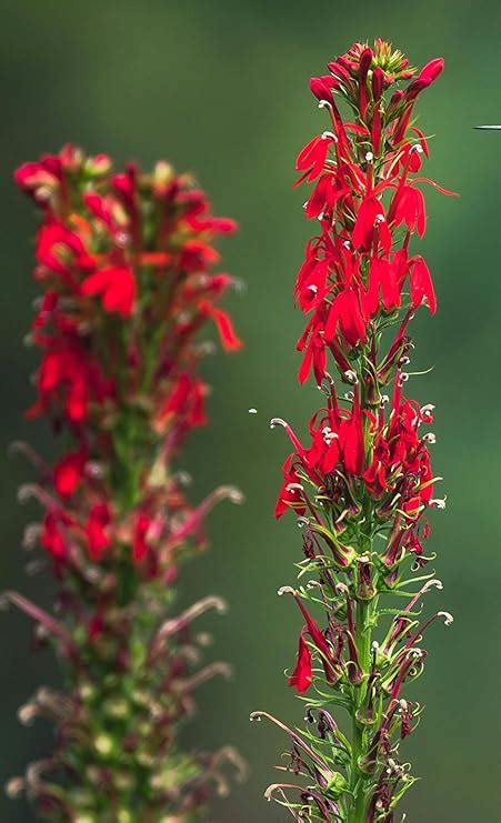 Cardinal Flower Seeds Lobelia Cardinalis Brilliant Red