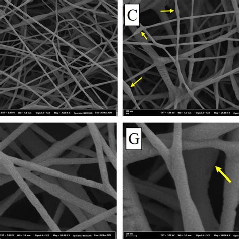 sem micrographs and fiber diameter distributions of neat pcl and