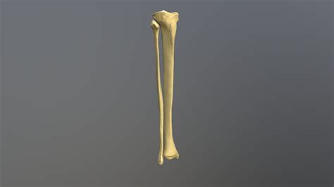 12 Mind Blowing Facts About Fibula