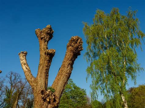 Tree Pollarding Must Read Guide For Every Homeowner