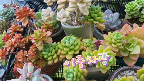 24 06 21 이중 차광은 언제 할까요 다육 다육식물 다육이succulent Korean Succulent