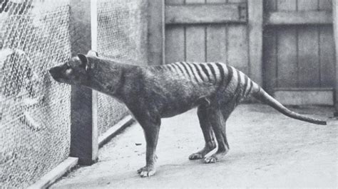 Cinco Animales Extintos Que Se Creen Haber Visto En Los últimos Años
