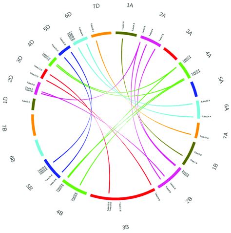 Chromosomal Localization And Gene Duplication Identified In Wheat