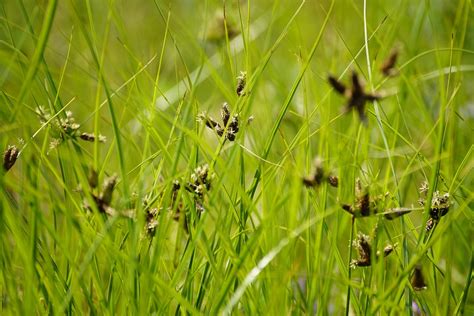 Juncus Flutter Bulrush Grass Free Photo On Pixabay