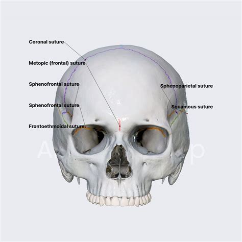 Parietal Bone Sutures
